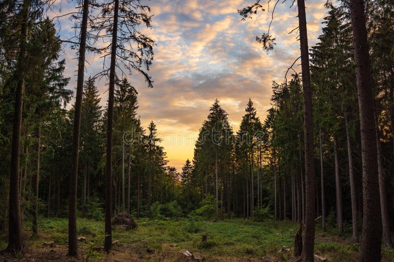 Glowing Sunset Sky Backdrop Featuring Silhouettes of Tall Pine Trees ...