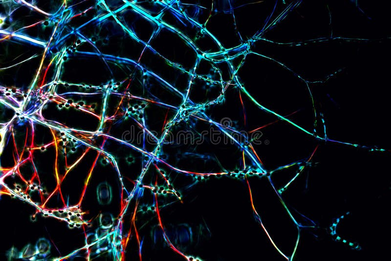 Glowing Tree Branch in Dark Stock Photo - Image of colorful, lambent ...