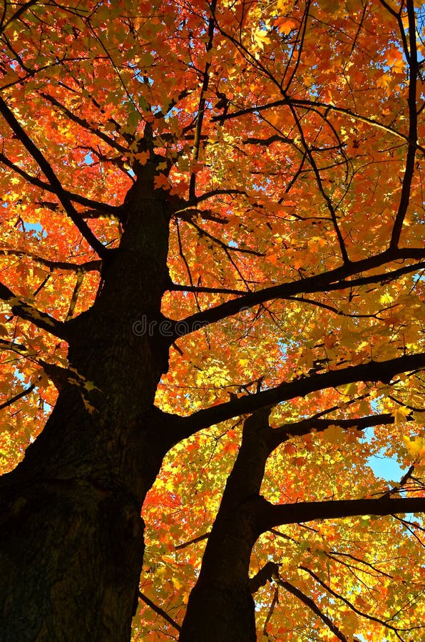 Glowing tree in october stock image. Image of afternoon - 61667745