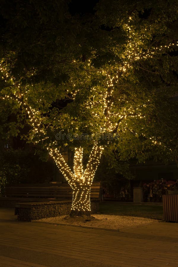 Glowing tree in the park stock photo. Image of nature - 229893256
