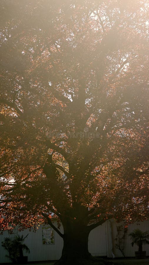 Glowing tree red maple. stock image. Image of silohuette - 53634623