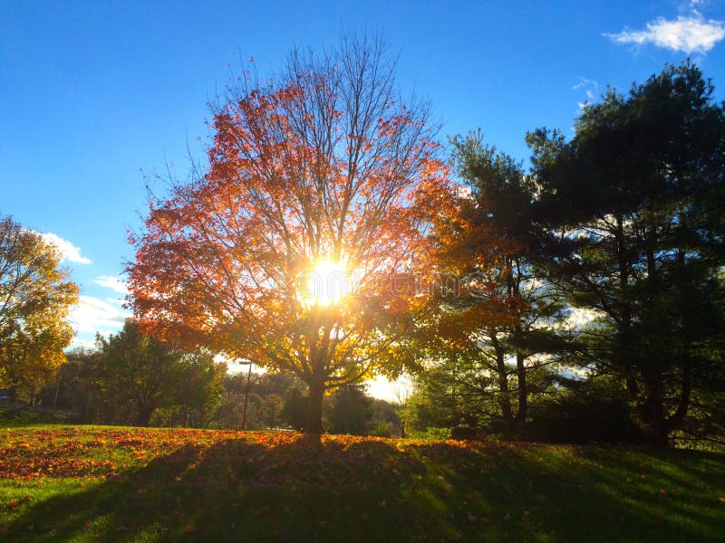 Glowing trees stock image. Image of dawn, golden, autumn - 46328629