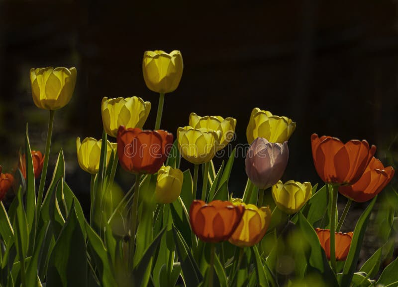 Glowing Tulips .Tulips Bloom in the Spring Garden Stock Photo - Image of petal, tulip: 373062558