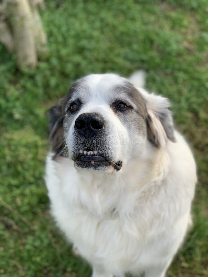 Saint Pyrenees stock photo. Image of glowing, white - 179699236