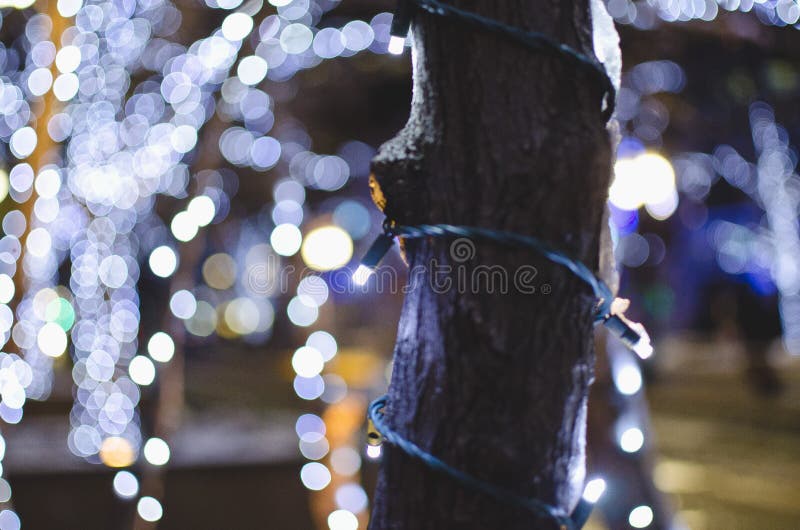 The Glowing White Lights Glowing on the Park Trees Stock Photo - Image ...