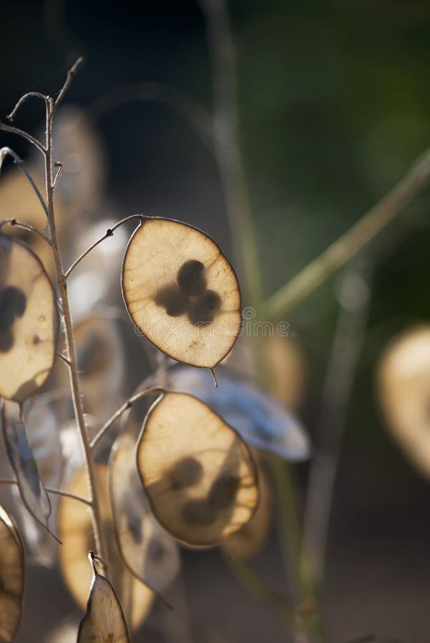 Glowing Seed Heads stock image. Image of glowing, plant - 90048973
