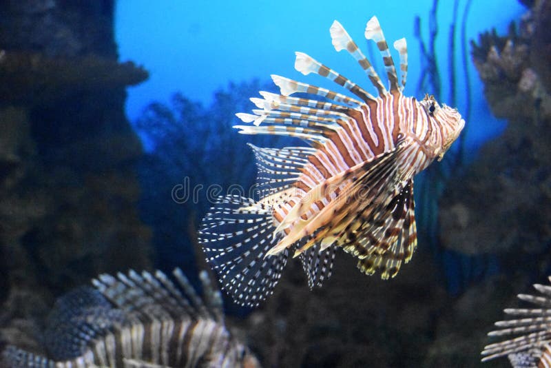 Glowing Zebrafish Swimming in Blue Tropical Waters Stock Image - Image ...
