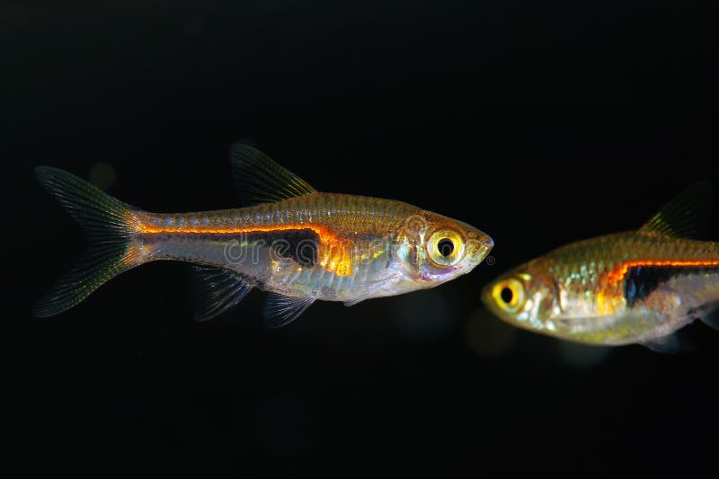 Glowlight Tetra fish stock image. Image of fish, bright - 26753725