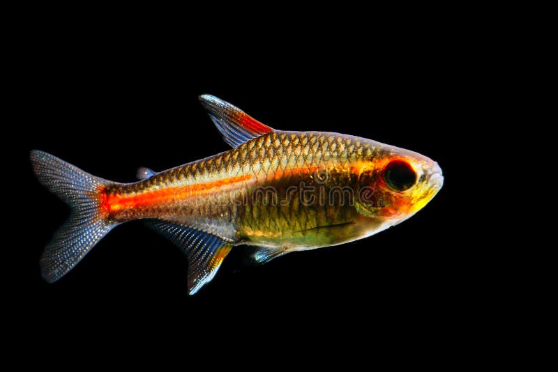 Glowlight Tetra fish stock image. Image of fish, bright - 26753725