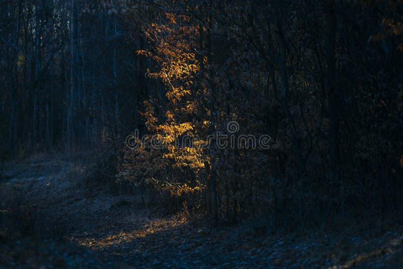 Glowy Tree in a Dark Forest Stock Image - Image of sunset, park: 206820607