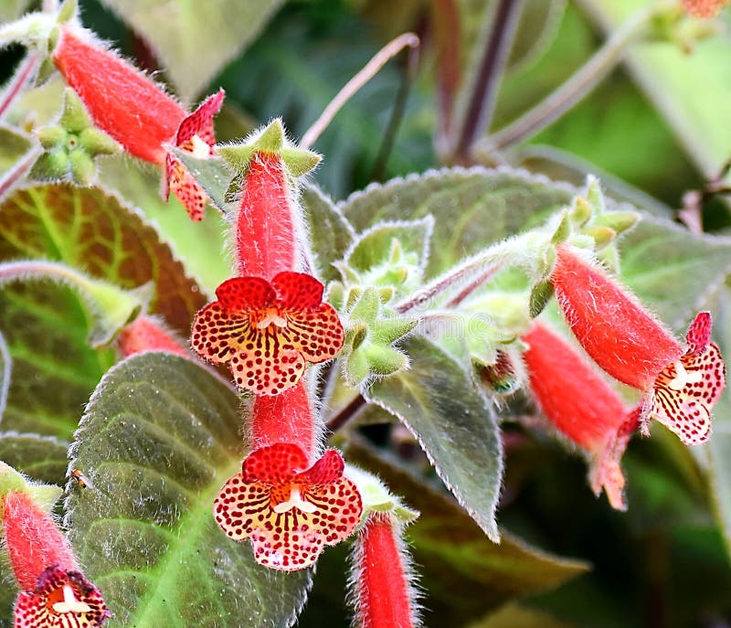 Gloxinia in the Forest stock photo. Image of gloxinia - 89160532