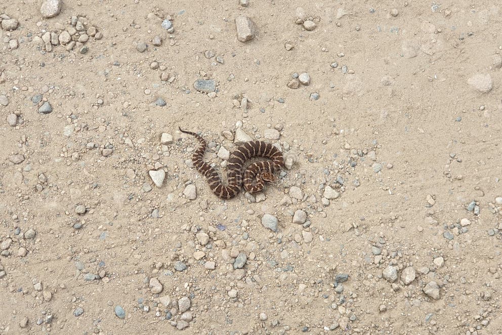 Gloydius halys snake stock photo. Image of animal, wildlife - 160951696