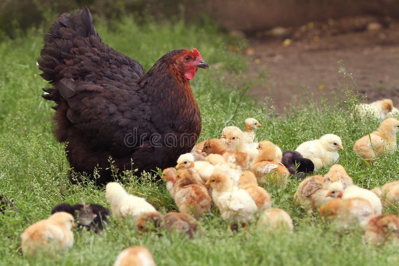 Henne Mit Küken Findet Nahrung Nah Oben Und Unschärfe, Babyhühner ...