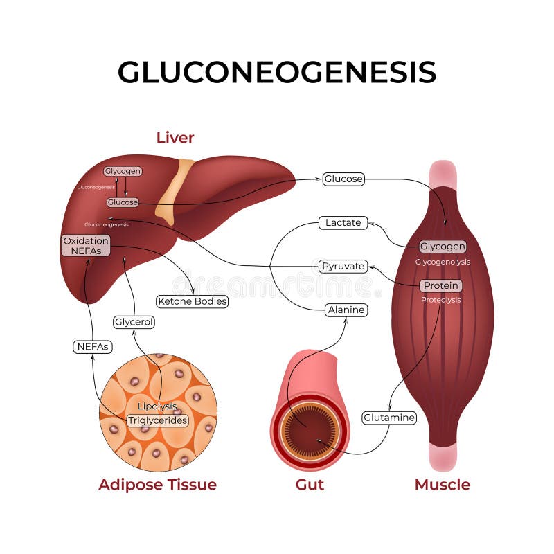 Gluconeogenesis Pathway Design Vector Illustration Stock Illustration ...