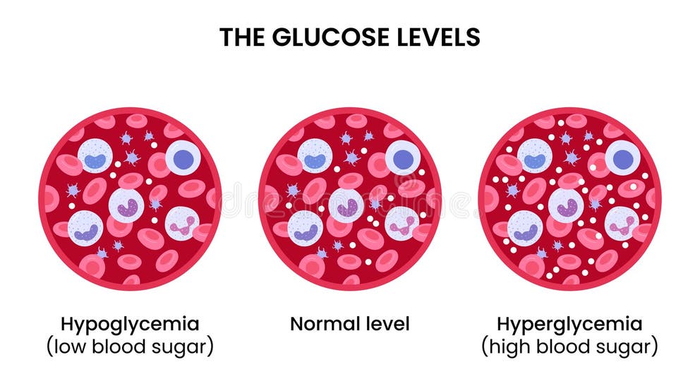 Human Glucose Levels Stock Illustrations – 127 Human Glucose Levels ...
