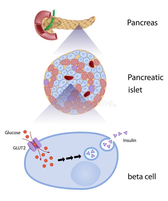 Beta Cells Stock Illustrations – 339 Beta Cells Stock Illustrations ...