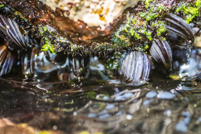 Glued Sea Shells on the Rocks Stock Photo - Image of beach, ocean ...