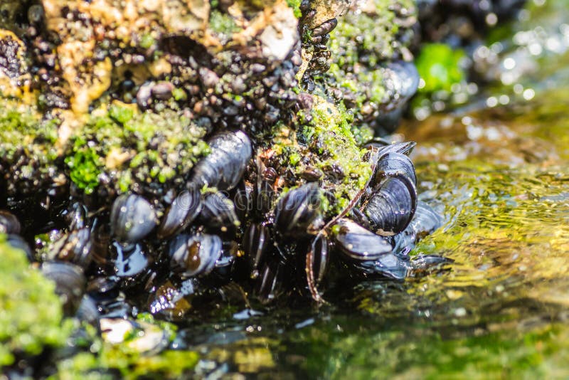 Glued Sea Shells on the Rocks Stock Photo - Image of moss, natural ...