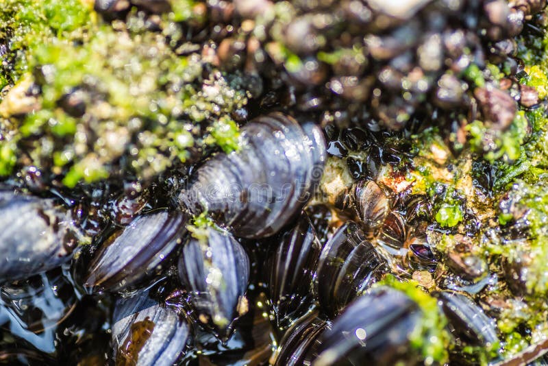 Glued Sea Shells on the Rocks Stock Image - Image of carcass, sand ...