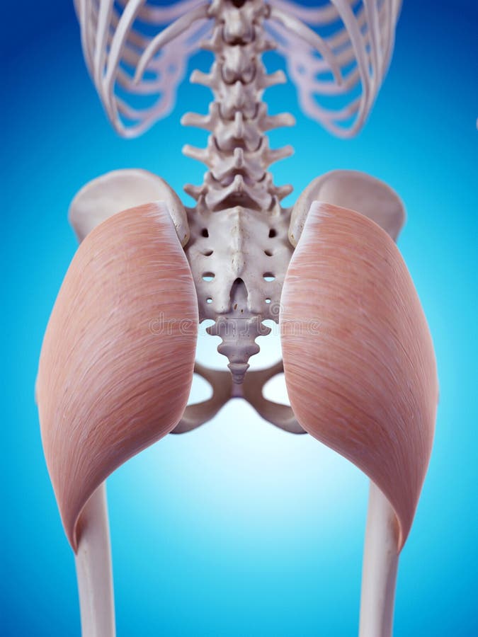 The gluteus maximus stock illustration. Illustration of biomedical ...