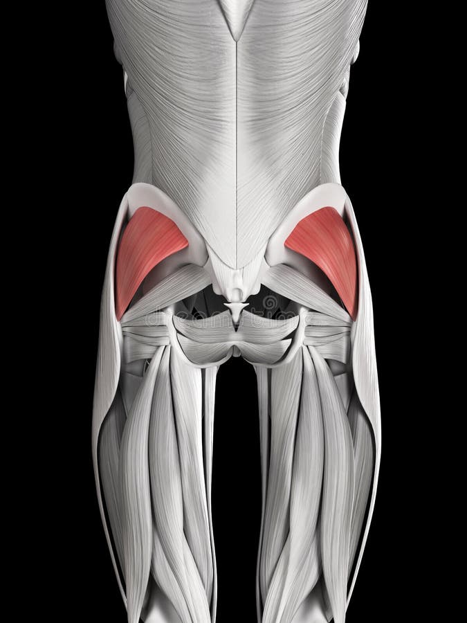 The gluteus minimus stock illustration. Illustration of science - 45576325