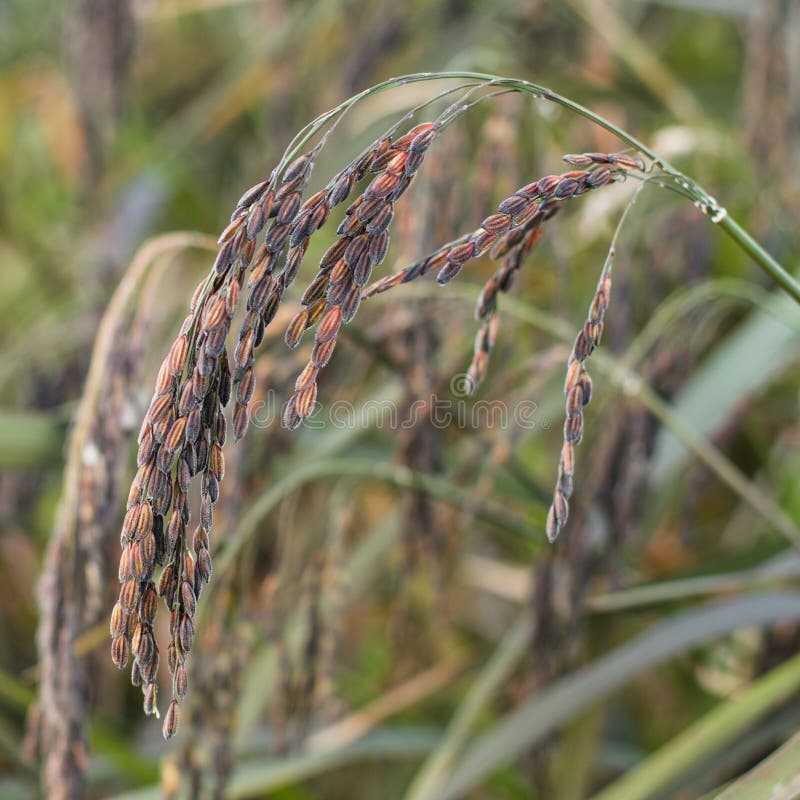 Glutinous rice stock photo. Image of fresh, oryza, grain - 47469488
