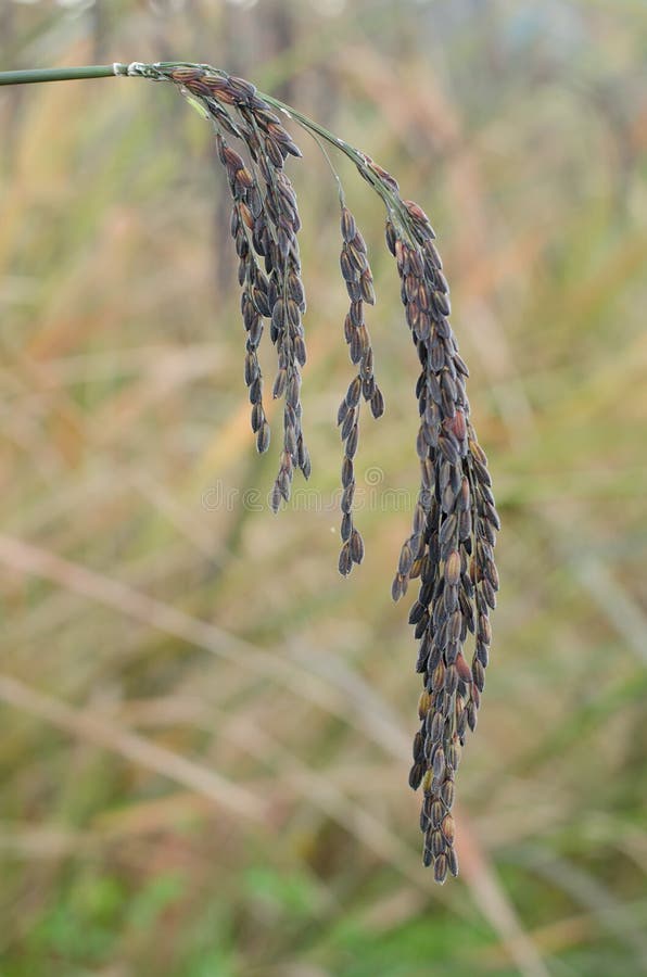 Glutinous rice stock image. Image of economy, purple - 47469605