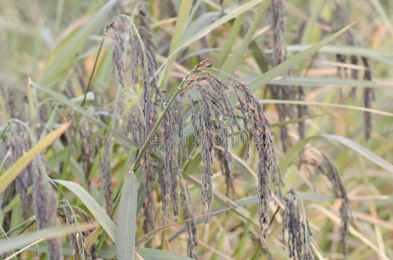 Glutinous rice stock photo. Image of black, field, background - 47469952