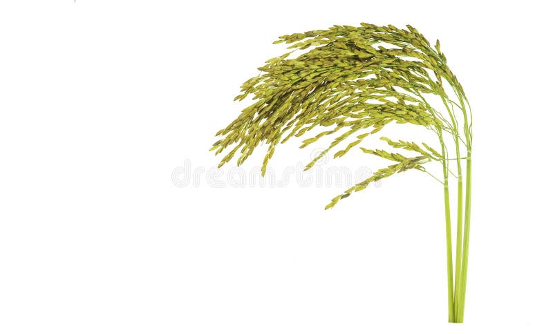 Glutinous rice stock photo. Image of agricultural, countryside - 200198206