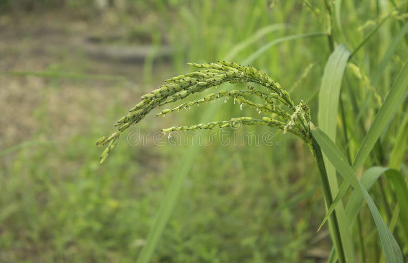 Glutinous rice stock photo. Image of agricultural, countryside - 200198206