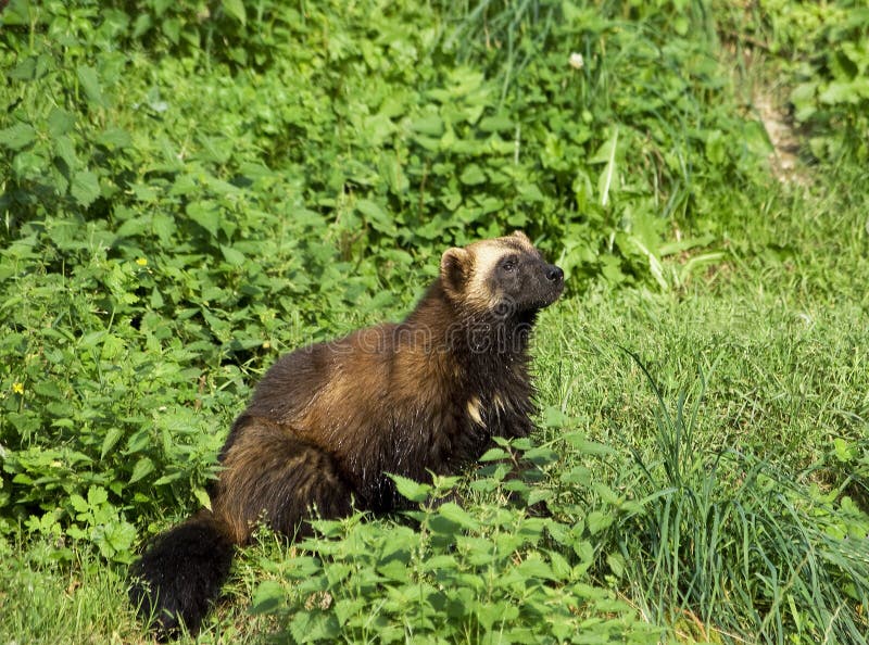 Glutton stock photo. Image of prey, largest, alpine, wolverene - 12560954