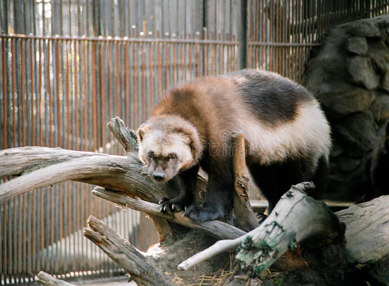 Glutton stock photo. Image of prey, animals, novosibirsk - 274294