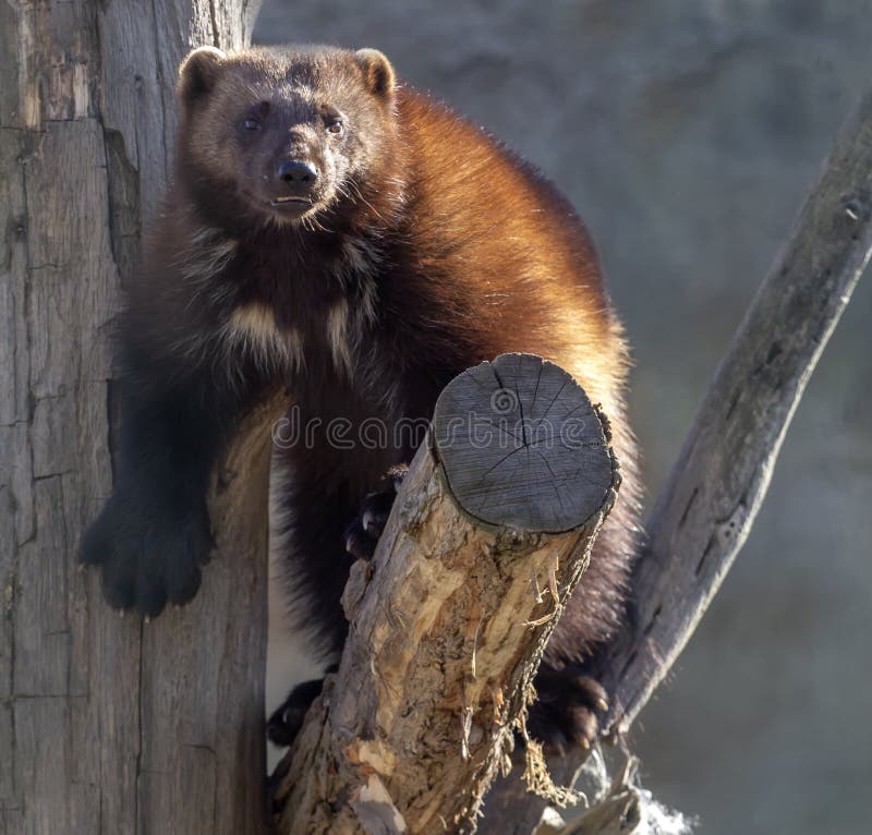 Glutton is Sitting on the Tree Stock Photo - Image of danger, wolverine ...