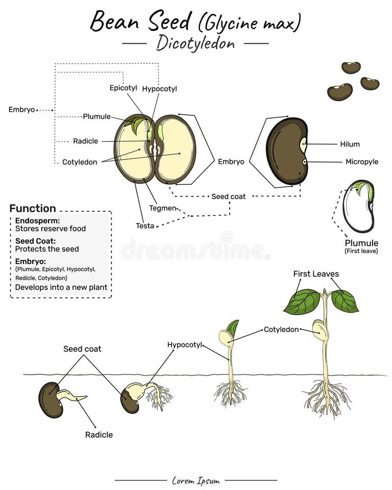 Dicotyledon Structure Stock Illustrations – 49 Dicotyledon Structure ...