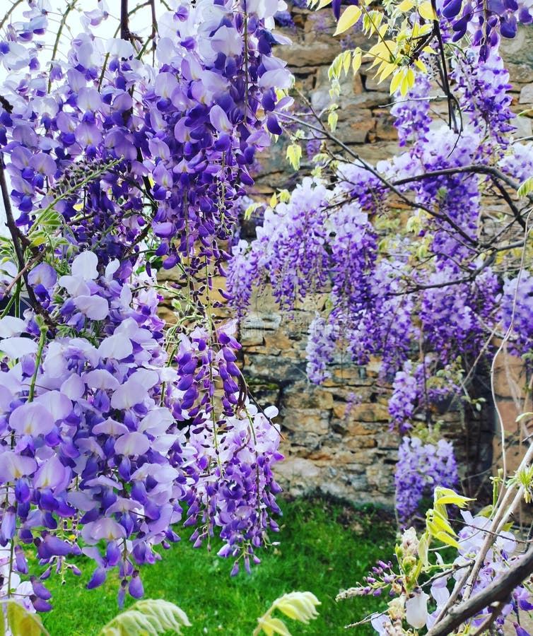 Glycine Nature Spring Flower Stone Stock Photo - Image of spring ...