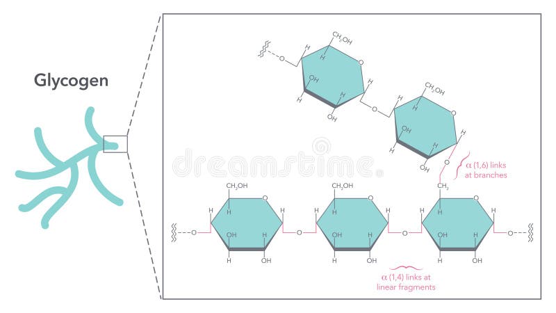 Glycogen Structure and Linkages Biochemistry Vector Illustration ...