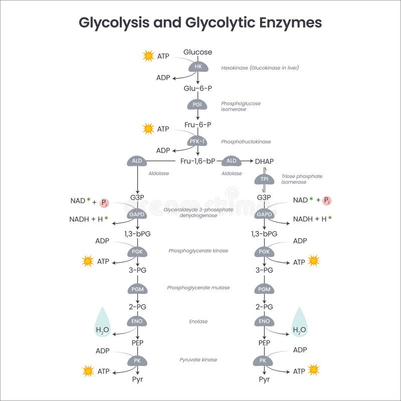 Glycolysis Biochemistry Science Vector Illustration Diagram Stock ...