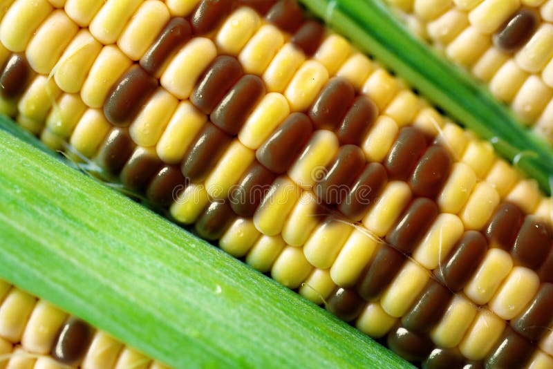 Gmo corn stock image. Image of controversial, biology - 37670025