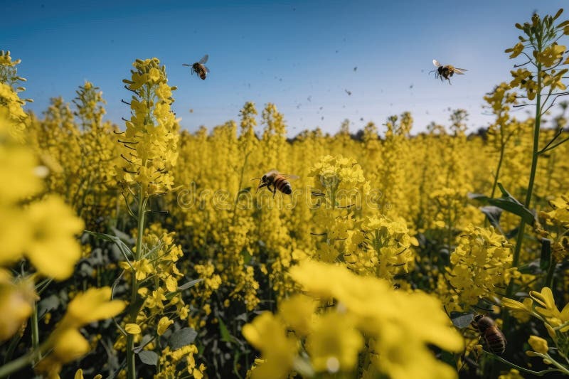 Gmo Crop Field, with Butterflies and Bees Pollinating the Plants Stock ...