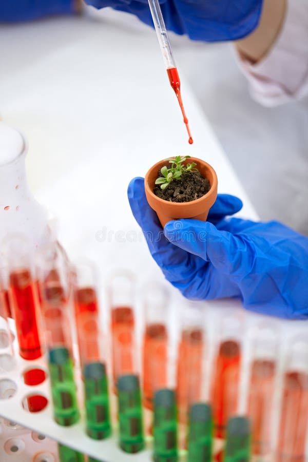 Gmo food experiment stock photo. Image of research, injecting - 71848464