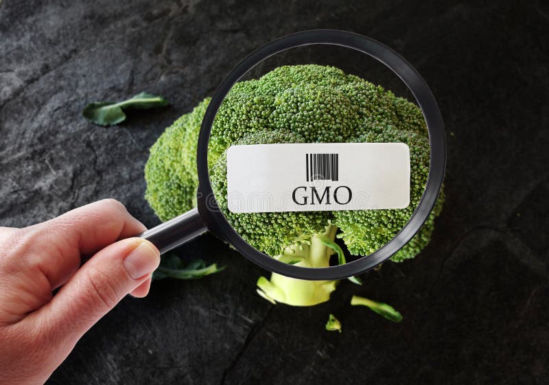 GMO food label stock image. Image of grow, person, magnify - 93377707