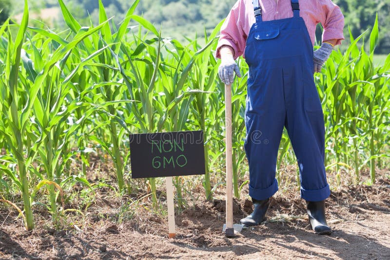 GMO free maize field stock image. Image of healthy, farming - 95461461