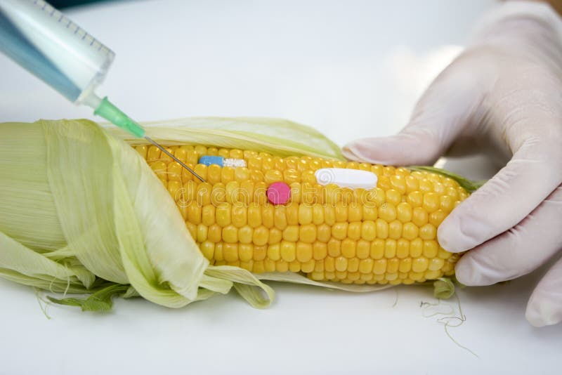 GMO test on corn stock image. Image of glove, engineering - 75954999