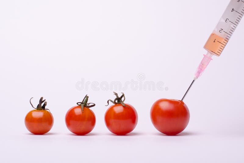 Genetically Modified Tomato - GMO Stock Photo - Image of green, leaf ...
