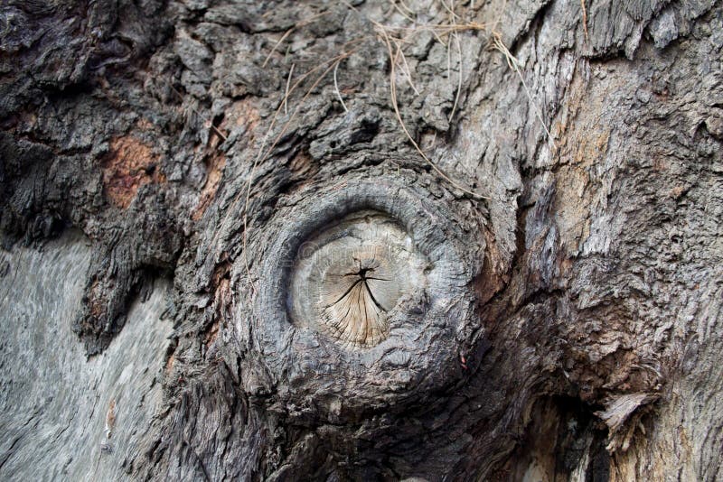 Gnarl stock image. Image of tracery, wart, stump, wall - 19269419