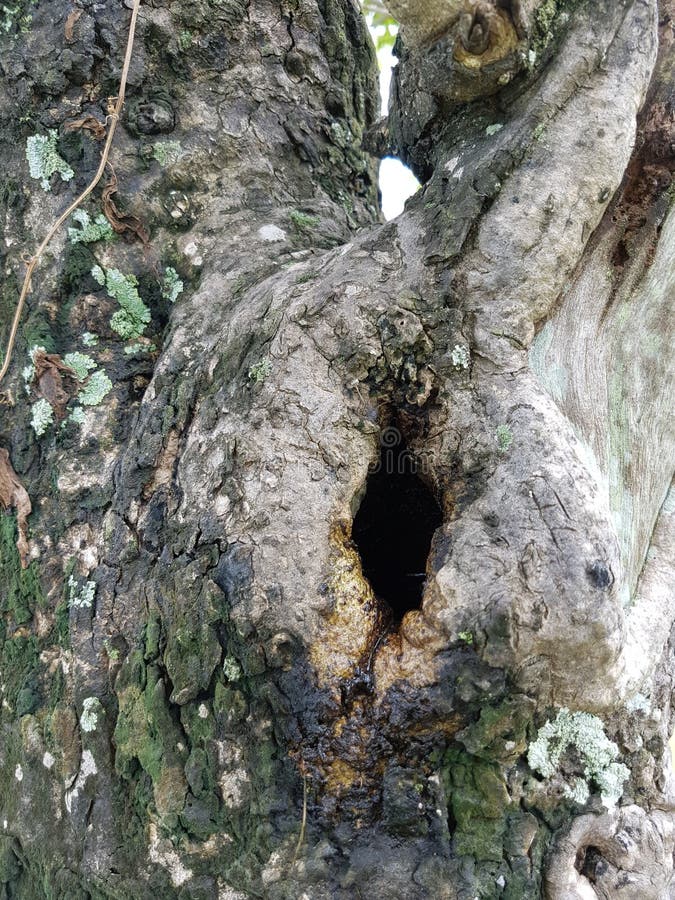 Gnarl stock image. Image of kare, tree, local, thai, gnarl - 73667939