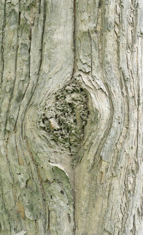 Gnarl texture stock image. Image of gnarl, texture, knobby - 59675103