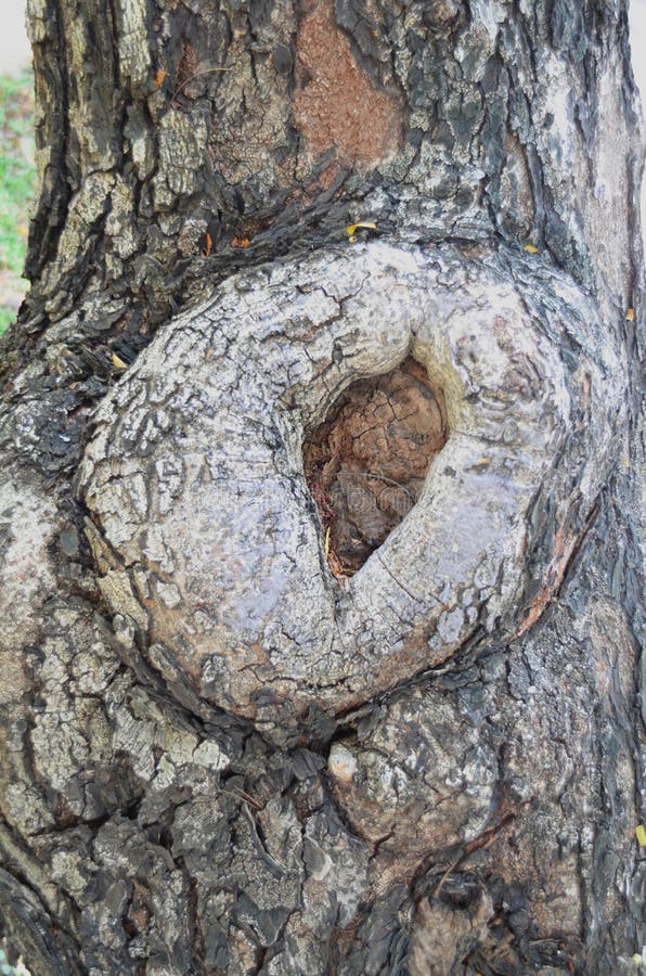 Gnarl of tree stock image. Image of wood, pattern, tree - 74892243