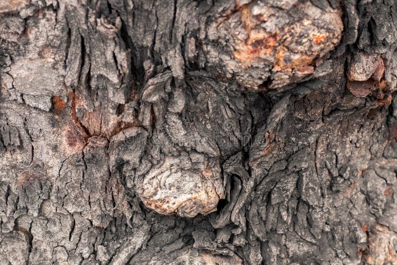 Gnarl of tree stock image. Image of gnarl, brown, timber - 75219433