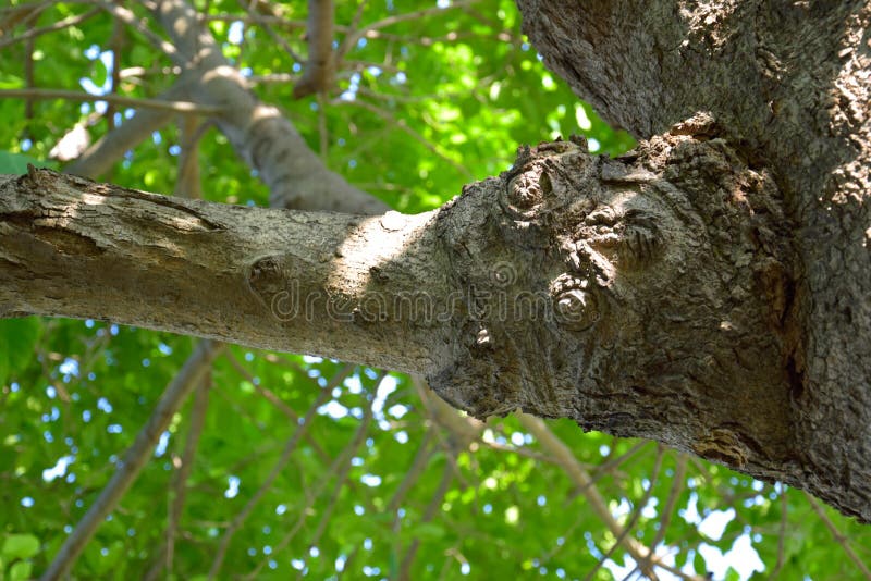 Gnarl on tree_2 stock photo. Image of leaf, asian, gnarly - 53506054